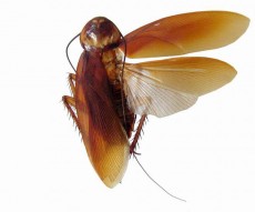 ¿Existen las “cucarachas voladoras”? : nexciencia.exactas.uba.ar