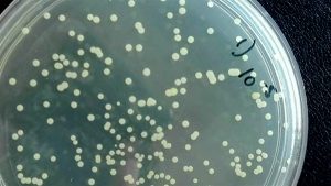 Una bacteria estresada contra el herpes : nexciencia.exactas.uba.ar