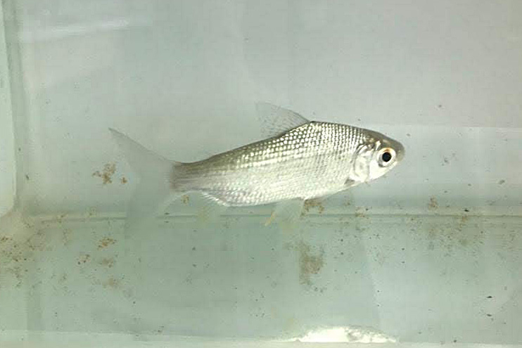 Sábalos en peligro : nexciencia.exactas.uba.ar